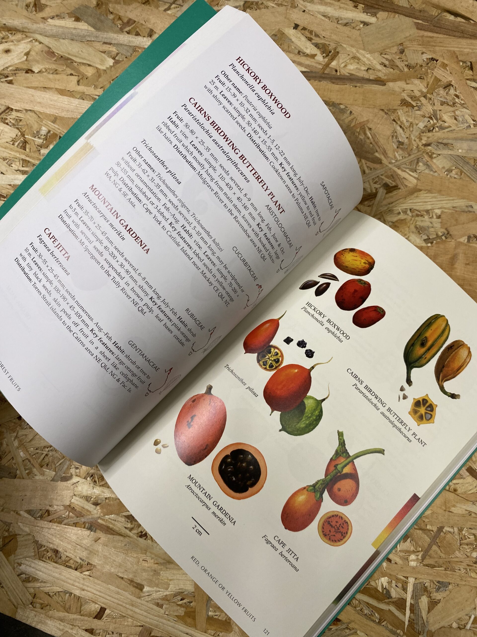 Australian Rainforest Fruits Book – Wendy Cooper