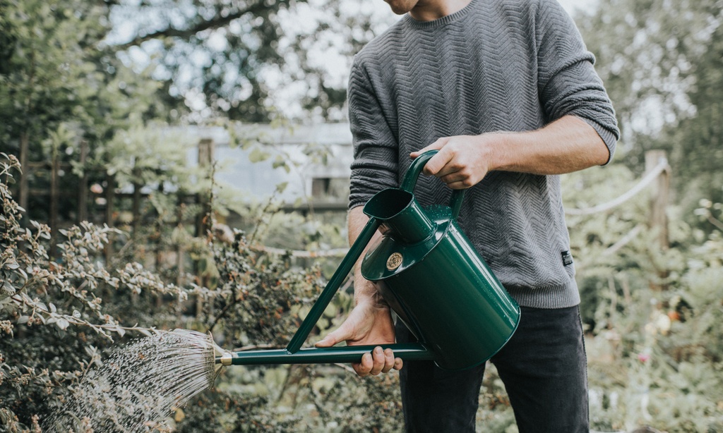 HAWS The Bearwood Brook Green - Two Gallon - Kuranga Native Nursery