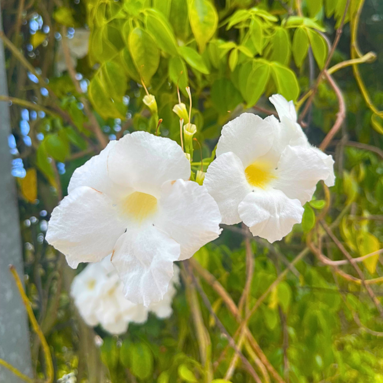 Climbers - Kuranga Native Nursery Native Climbers | Climbing Plants ...