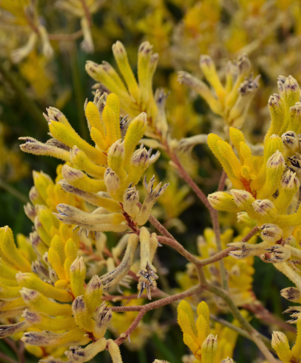 Native Grasses | Australian Grass Varieties | Kuranga