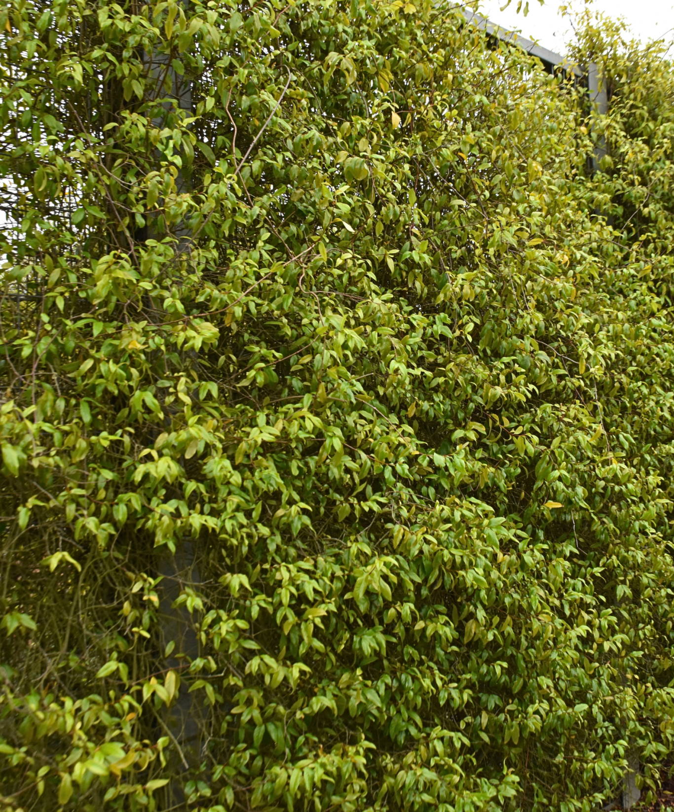 Climbers - Kuranga Native Nursery Native Climbers | Climbing Plants ...