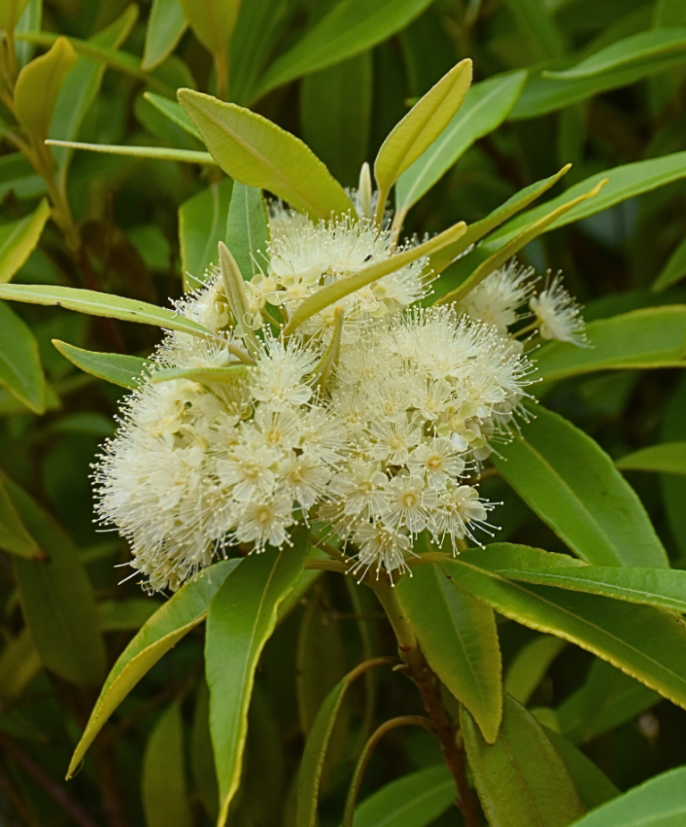 Bush Foods | Native Edible Plants Australia | Kuranga