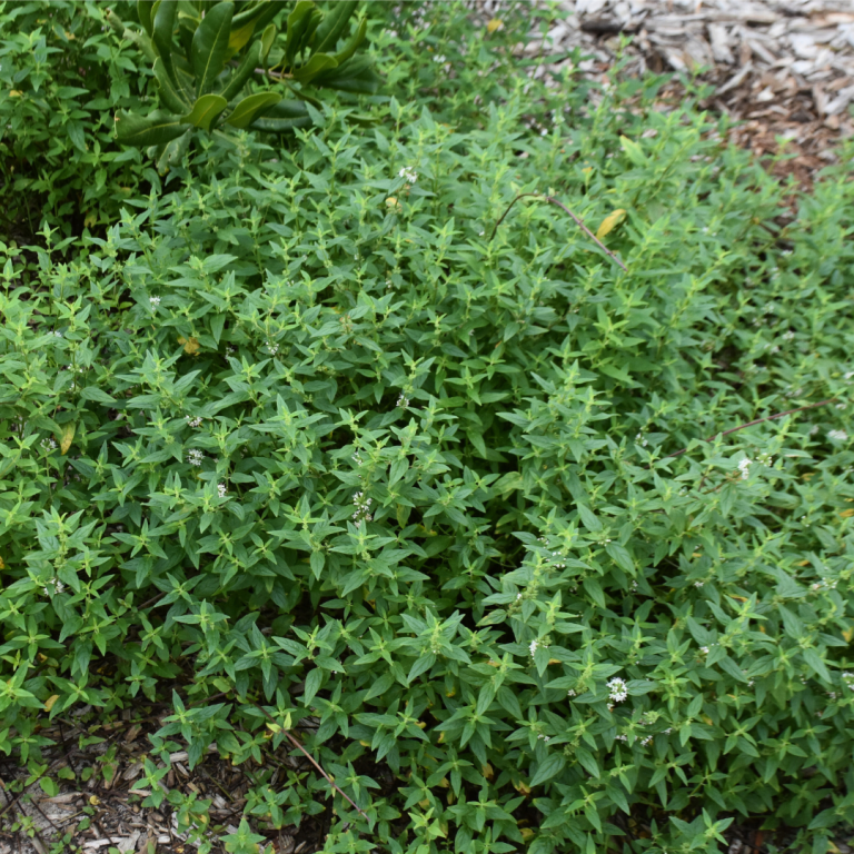 Bush Foods | Native Edible Plants Australia | Kuranga