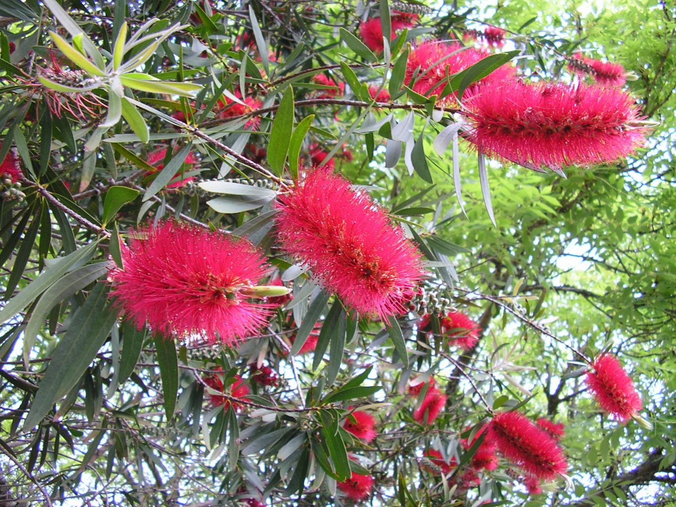 Harkness Bottlebrush | Red Flowering Native Shrub | Kuranga