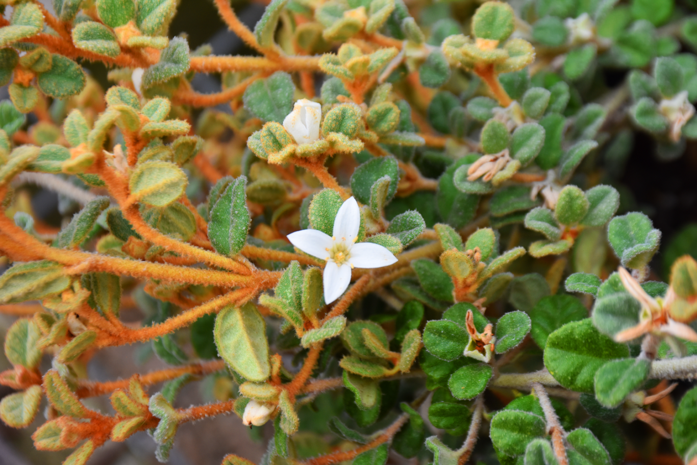 Small Native Shrubs | Compact Varieties | Kuranga