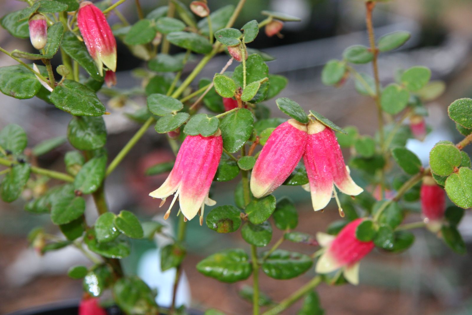 Native Plant Guide & Expert Gardening Advice | Kuranga Nursery
