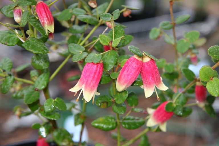 Correa Reflexa: Growing Native Fuchsia for Winter Color
