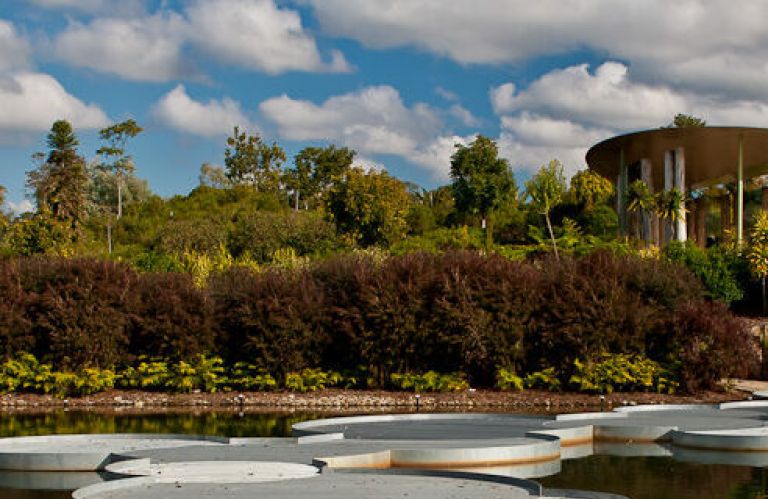 Native Plants Screening Privacy for Your Garden