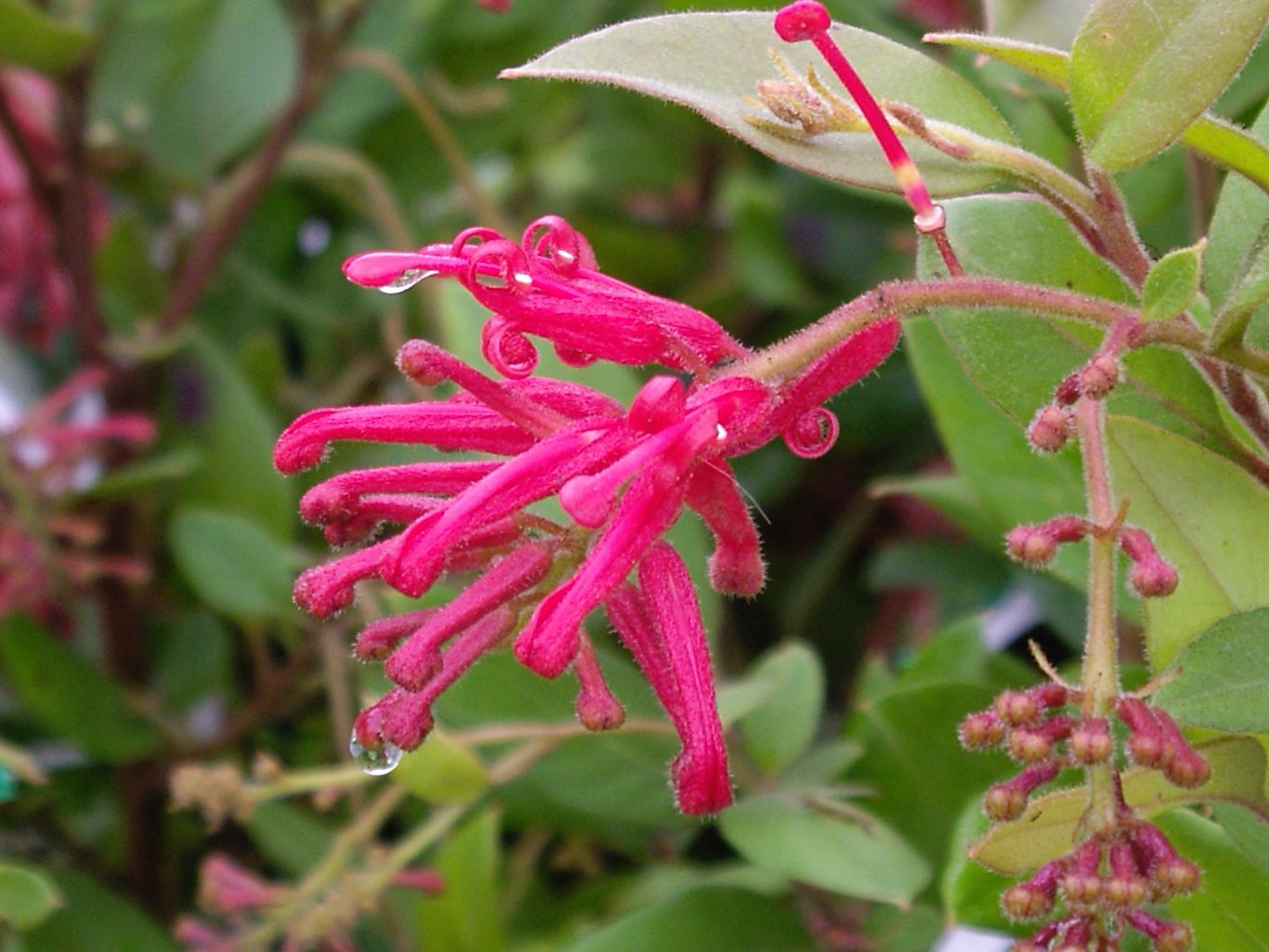 Australian Native Plant Categories | Kuranga Nursery Guide