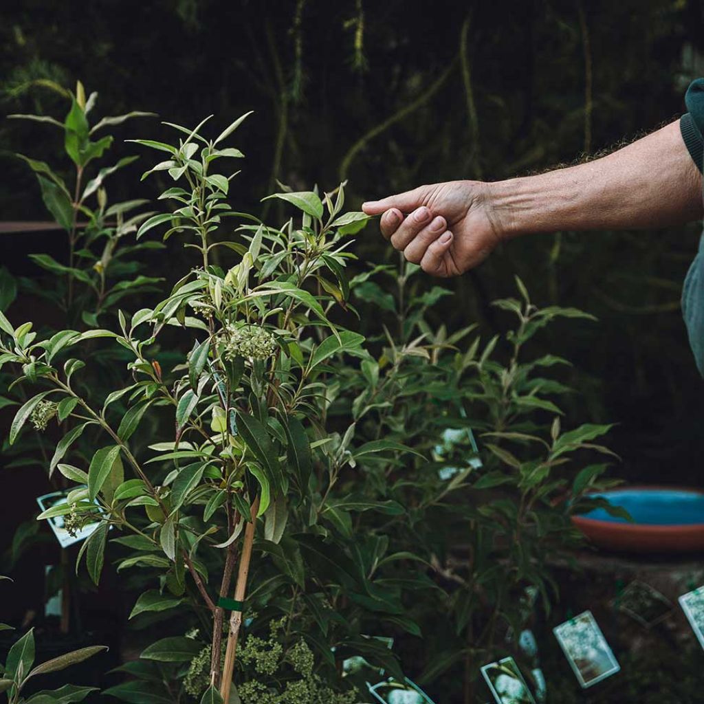 Australia's Largest Native Plant Nursery | Kuranga Mount Evelyn