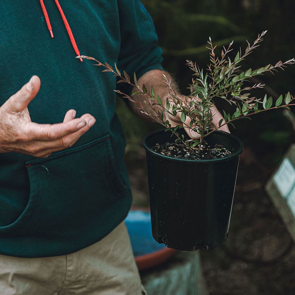 Australia's Largest Native Plant Nursery | Kuranga Mount Evelyn