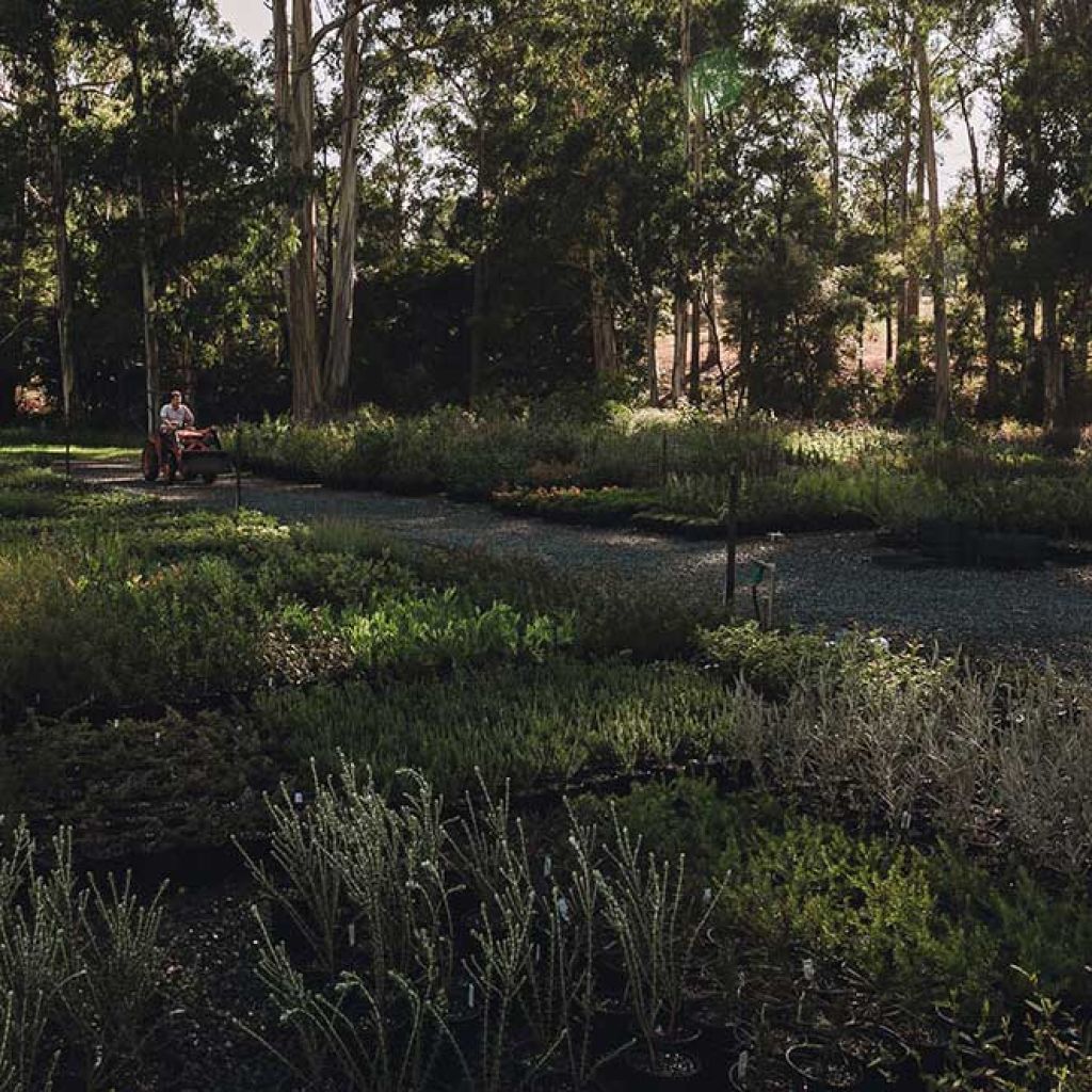 Australia's Largest Native Plant Nursery | Kuranga Mount Evelyn