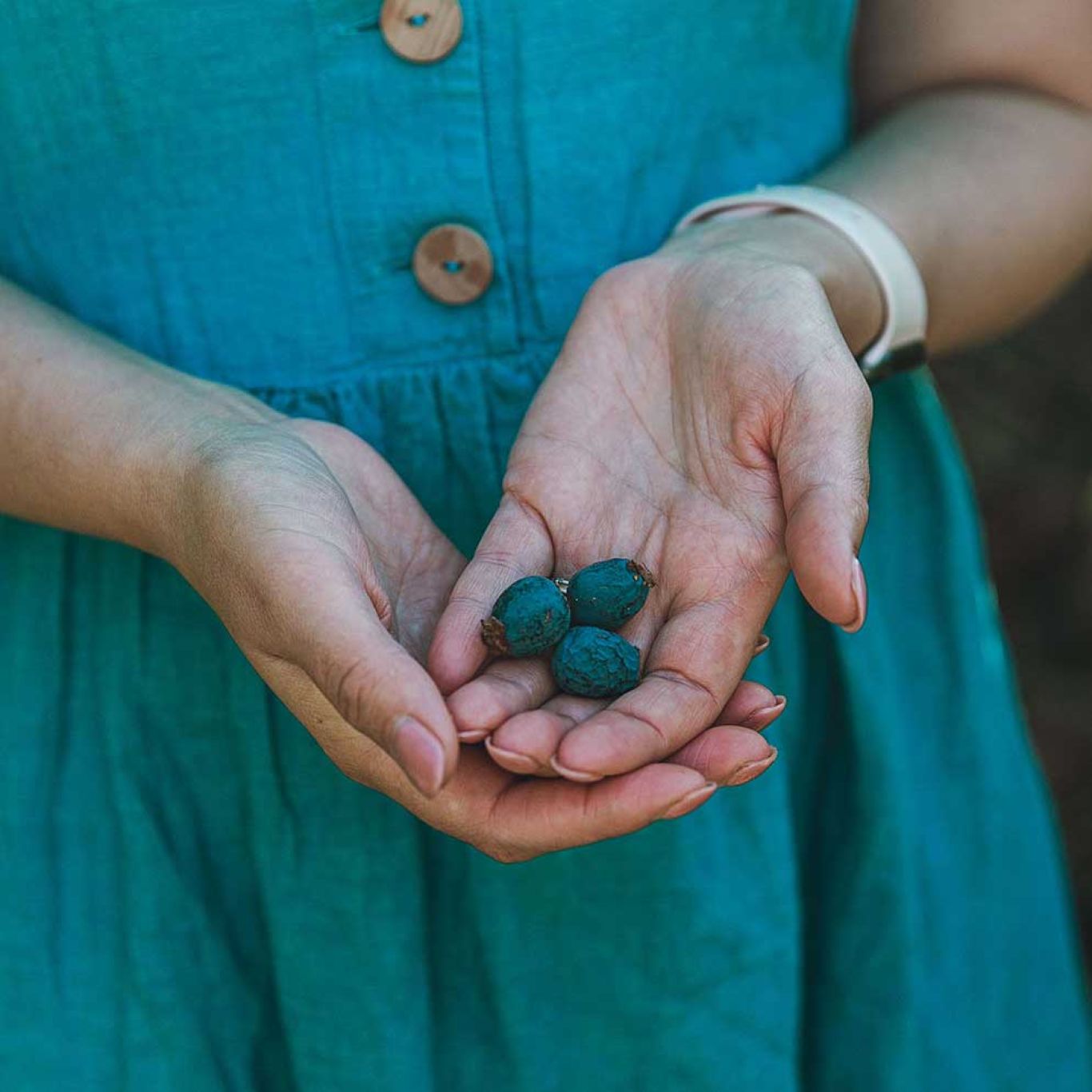 Native Nursery Melbourne - Kuranga