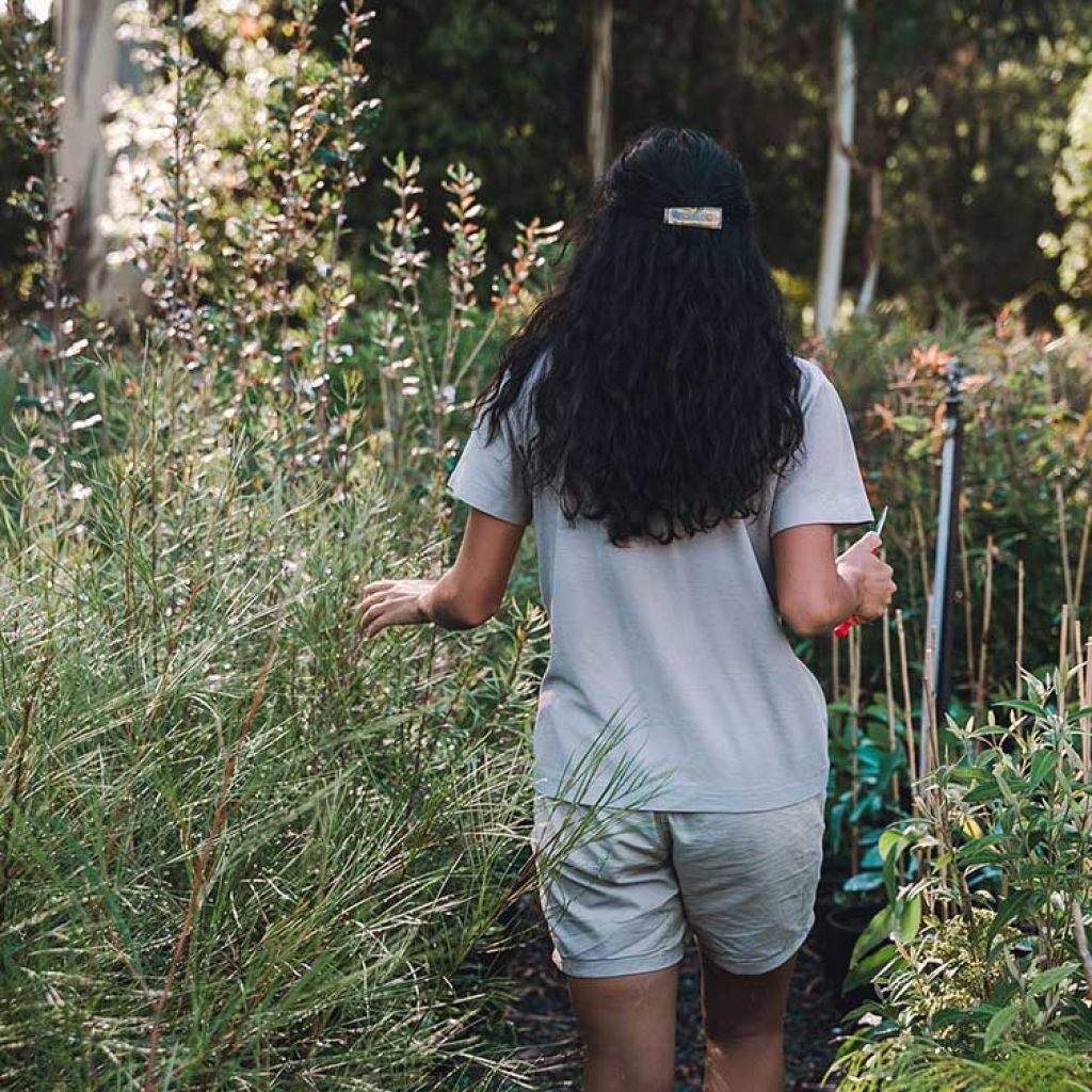 Native Nursery Melbourne - Kuranga