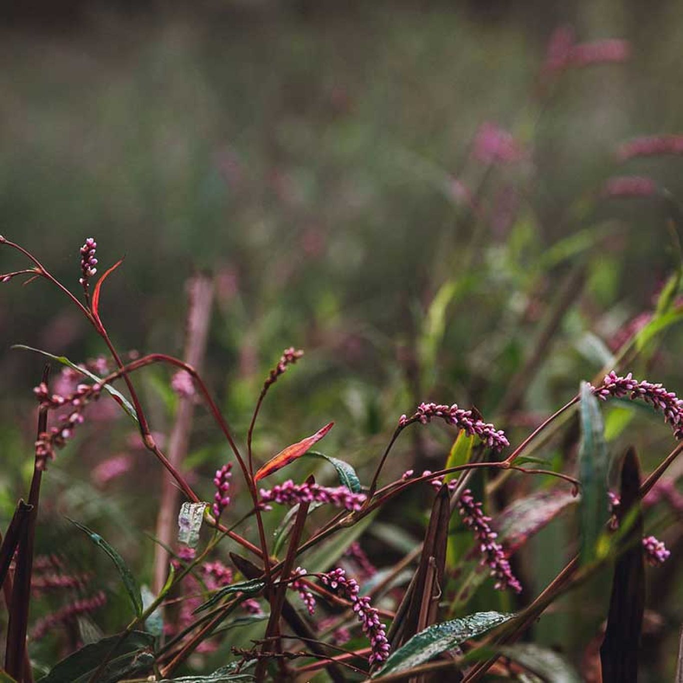 Native Nursery Melbourne - Kuranga