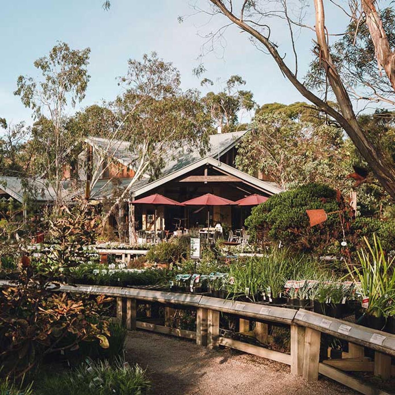 Australian Native Plants Finder | Kuranga Nursery Collection