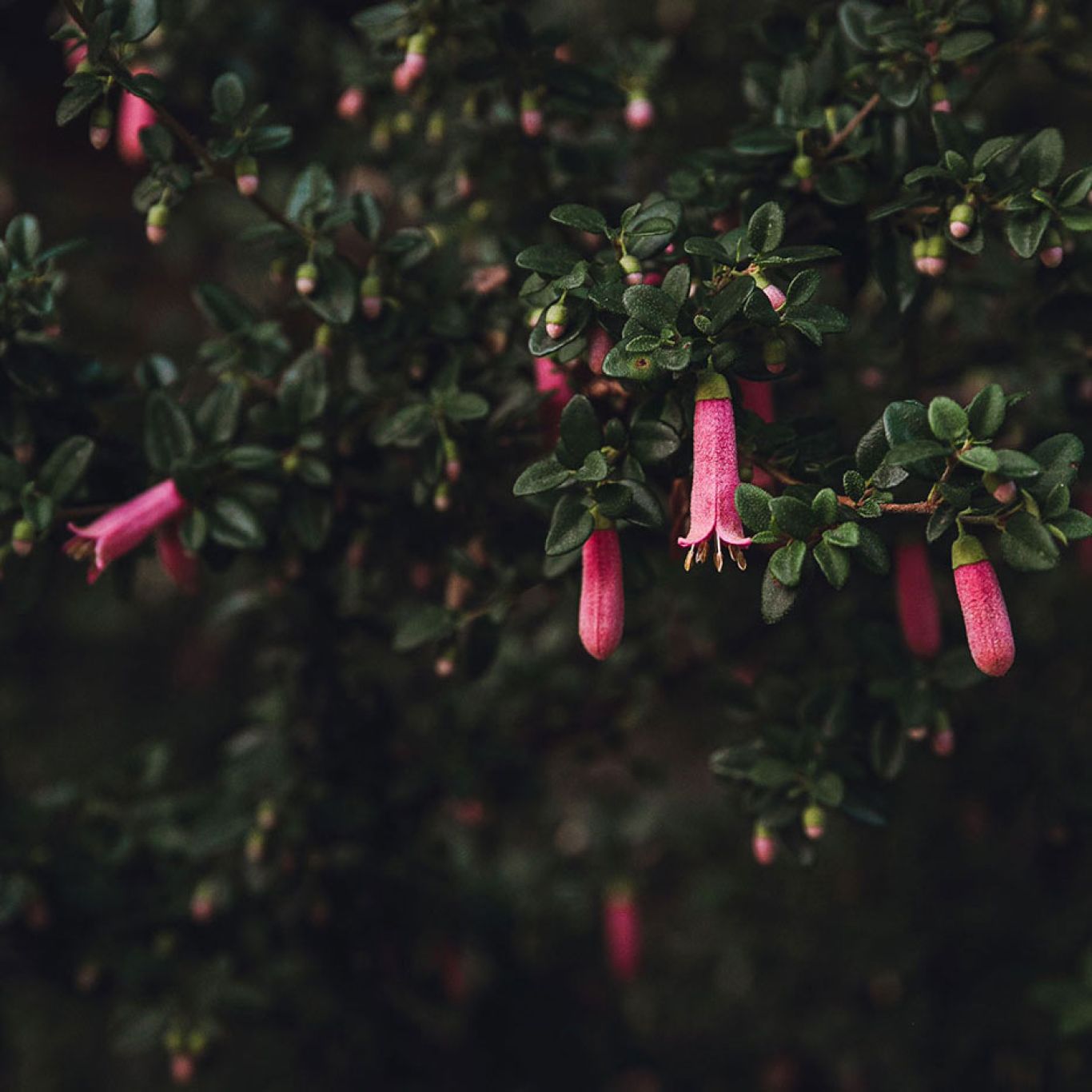 Australia's Largest Native Plant Nursery | Kuranga Mount Evelyn