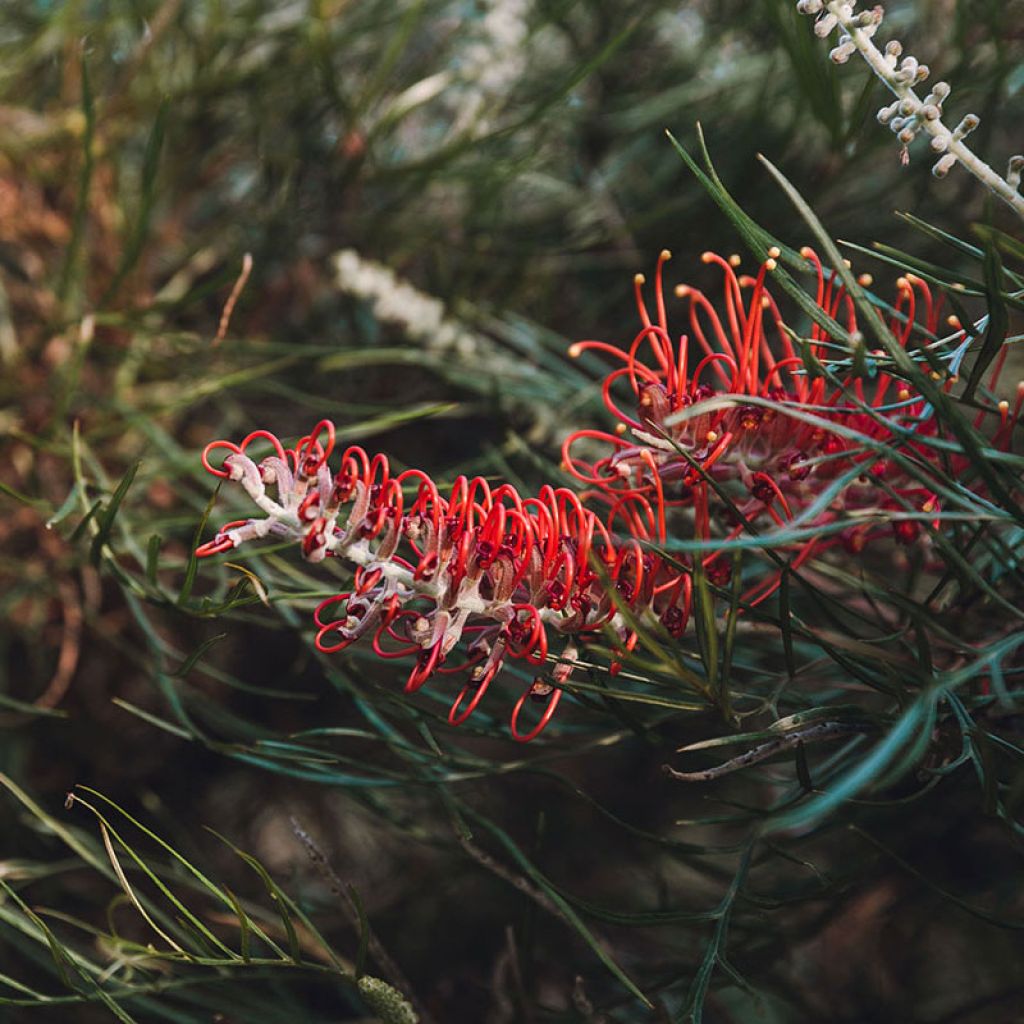 Australia's Largest Native Plant Nursery | Kuranga Mount Evelyn