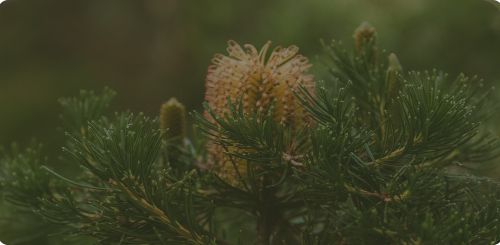 Native Nursery - Kuranga Native Nursery