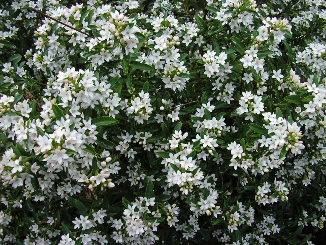 Winter Rouge Wax Flower | Pink Native Shrub | Kuranga