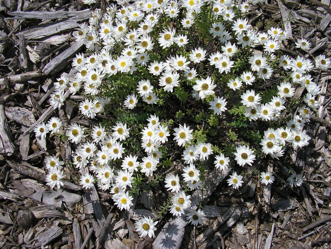 Helipterum anthemoides - Kuranga Native Nursery