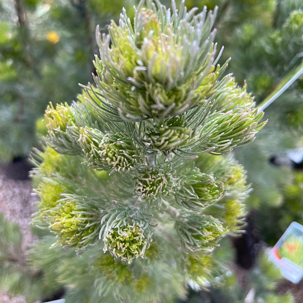 Small Native Shrubs | Compact Varieties | Kuranga