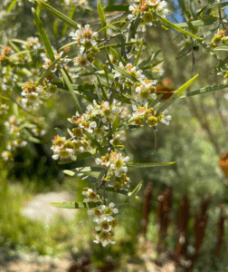 Weeping Tea Tree | Native Flowering Shrub | Kuranga