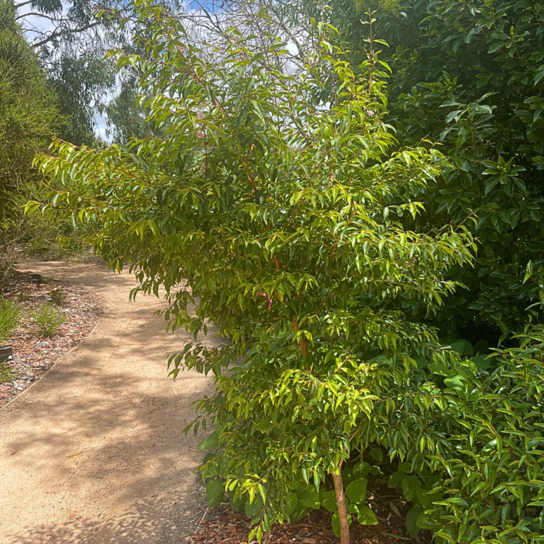 Rose Myrtle | Rainforest Native Shrub | Kuranga