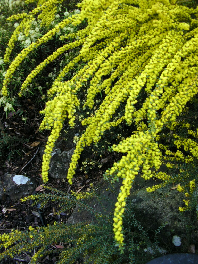 Acacia acinacea Gold Dust Wattle Spring Flowering Care
