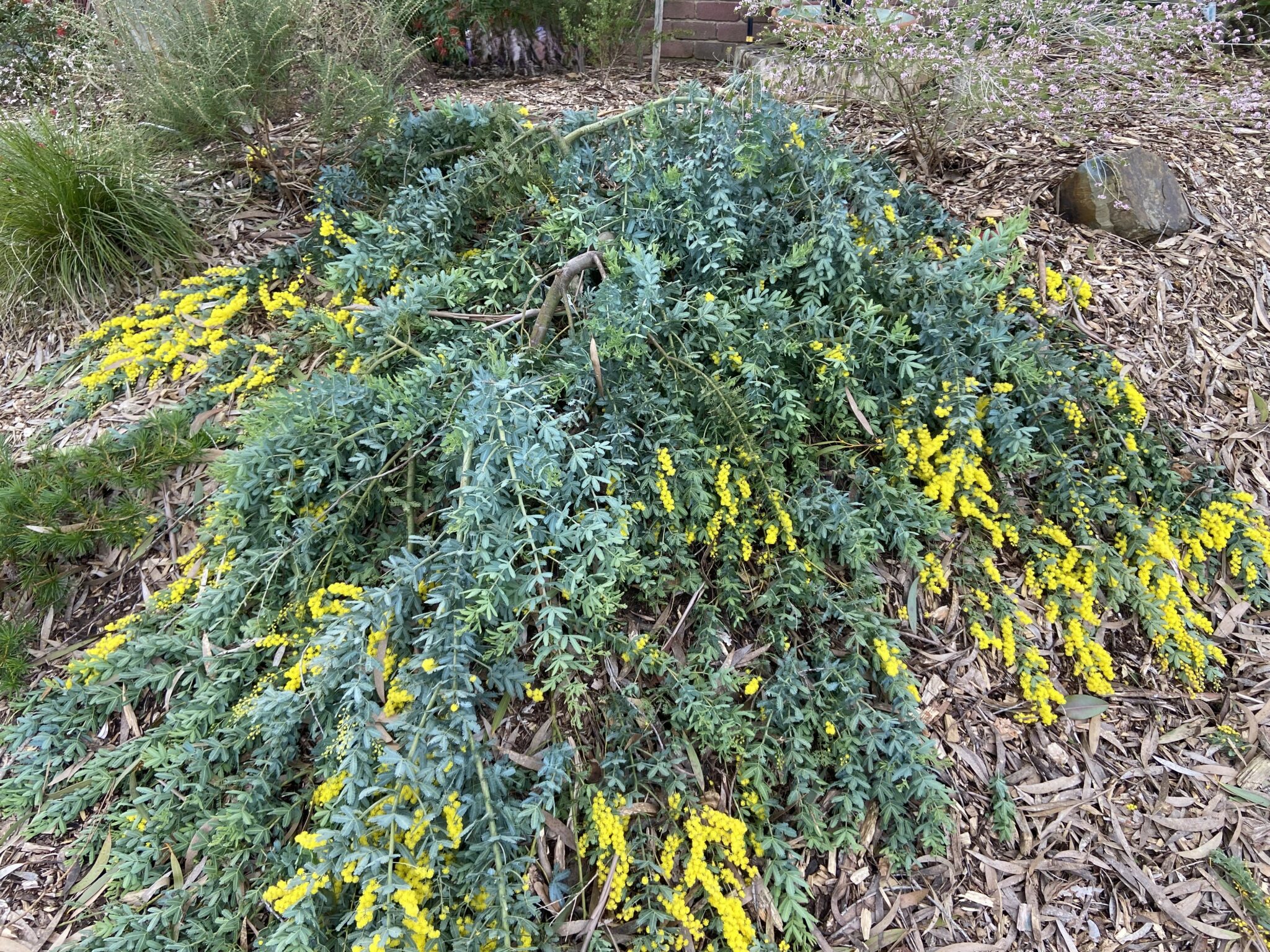 Prostrate Cootamundra Wattle | Ground Cover Native | Kuranga