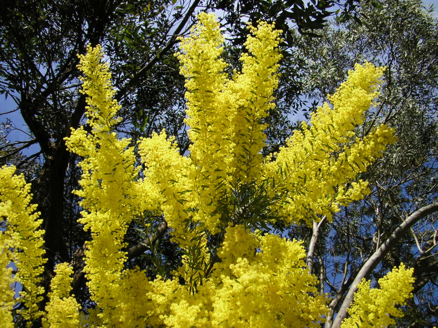 Gold Tips Wattle | Bright Yellow Flowering Native | Kuranga