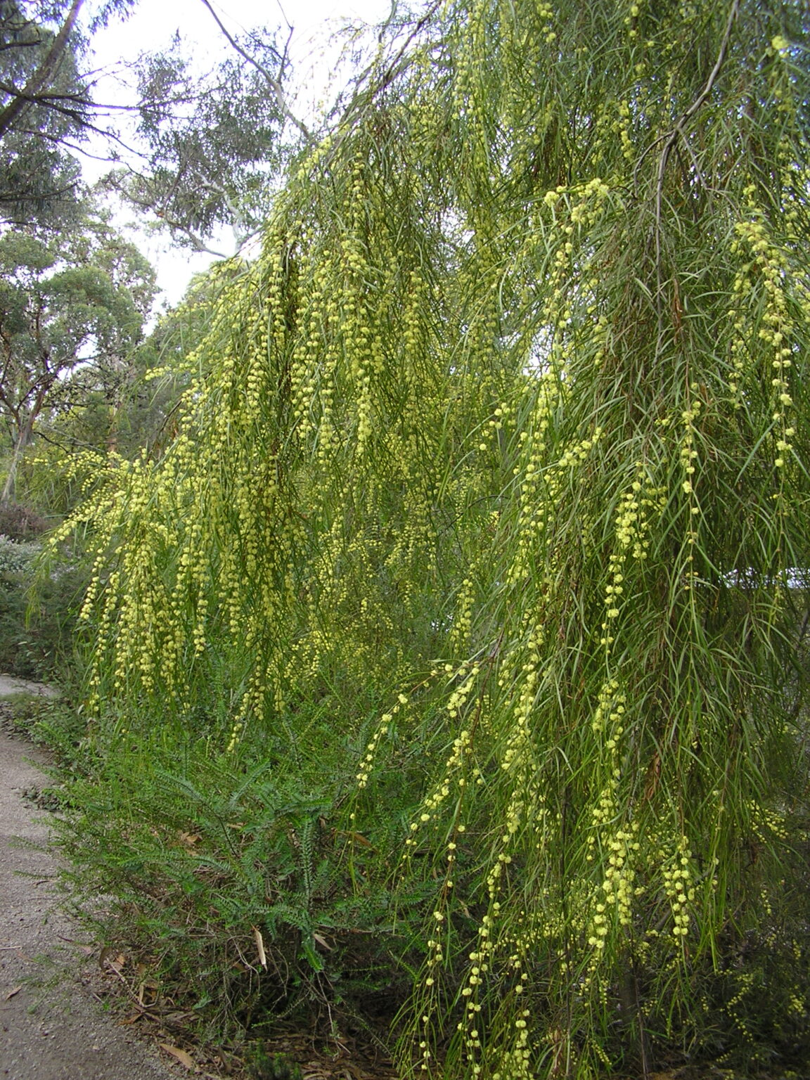 Bower Wattle | Graceful Native Tree | Kuranga