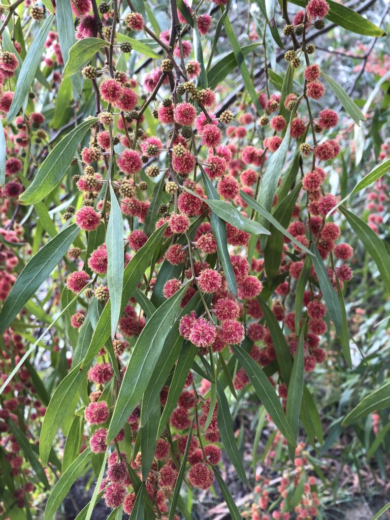 Scarlet Blaze Wattle | Rare Red-Flowered Native | Kuranga