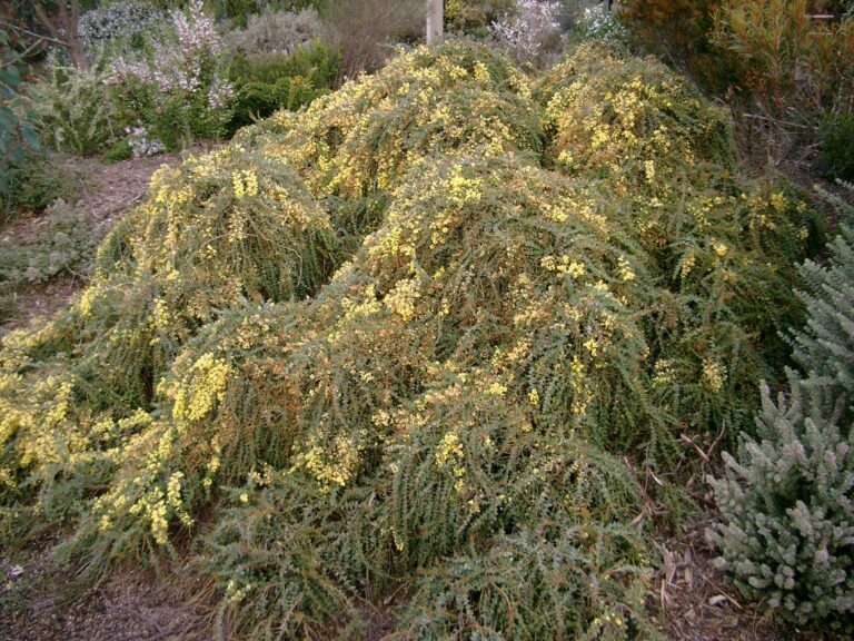 Kuranga Cascade Wattle | Weeping Native Shrub | Kuranga