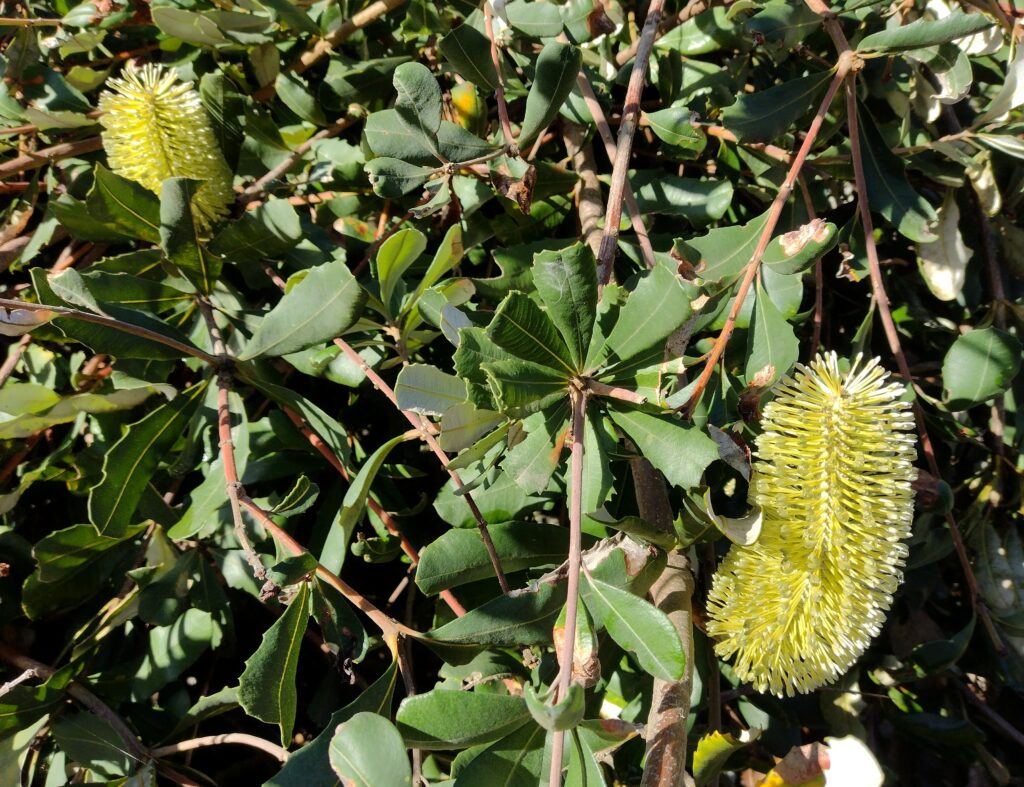 Prostrate Coast Banksia | Native Groundcover | Kuranga