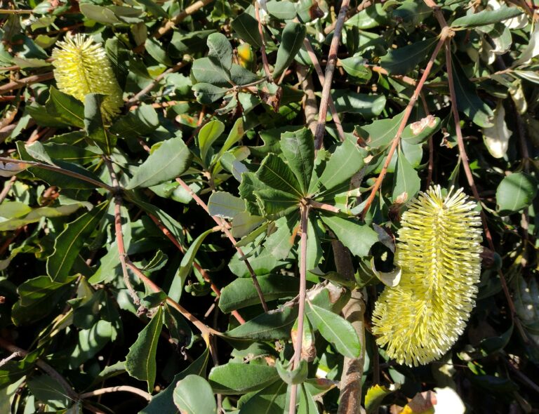 Prostrate Coast Banksia | Native Groundcover | Kuranga