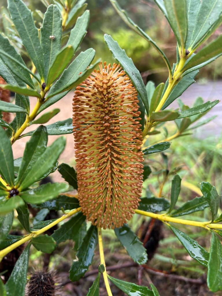 Dwarf Marsh Banksia | Bird Attracting Native Shrub | Kuranga