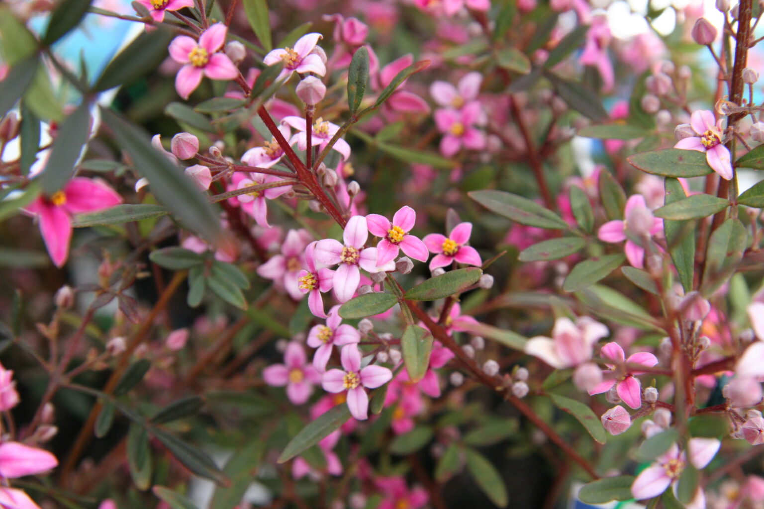 Valley Star Boronia | Pink Flowering Native Shrub | Kuranga