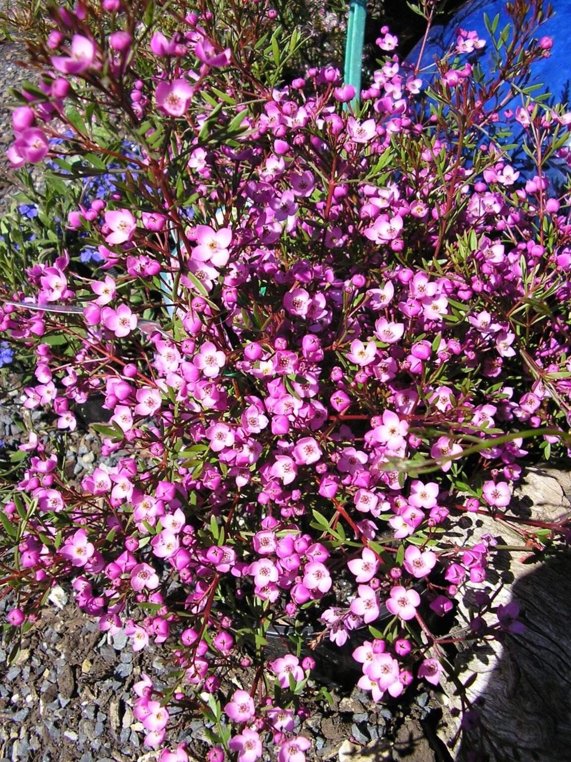 Dwarf Pinnate Boronia | Compact Native Shrub | Kuranga