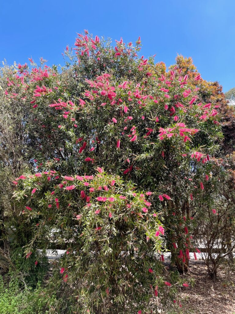 Taree Pink Bottlebrush | Pink Flowering Native | Kuranga