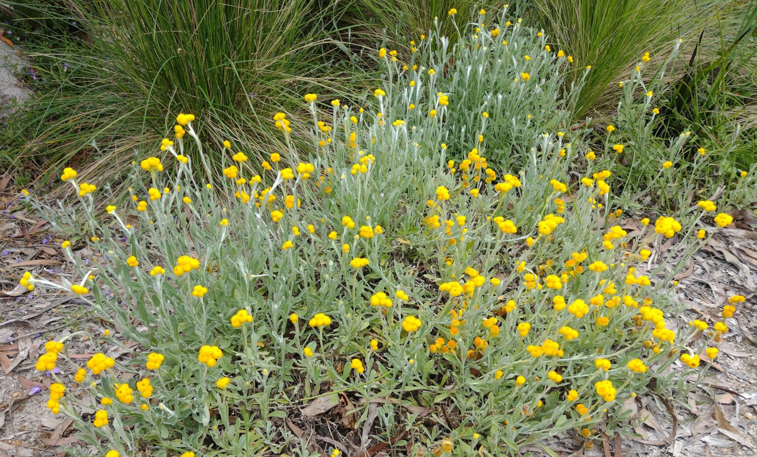 Yellow Buttons | Native Groundcover Plant | Kuranga