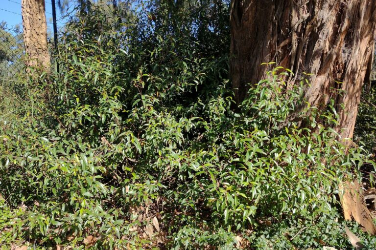 Chefs Cap Correa | Native Flowering Shrub | Kuranga