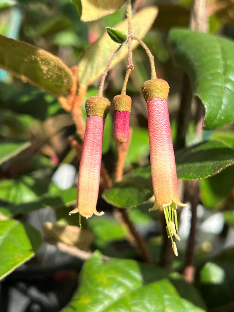 Mountain Correa | Native Flowering Shrub | Kuranga