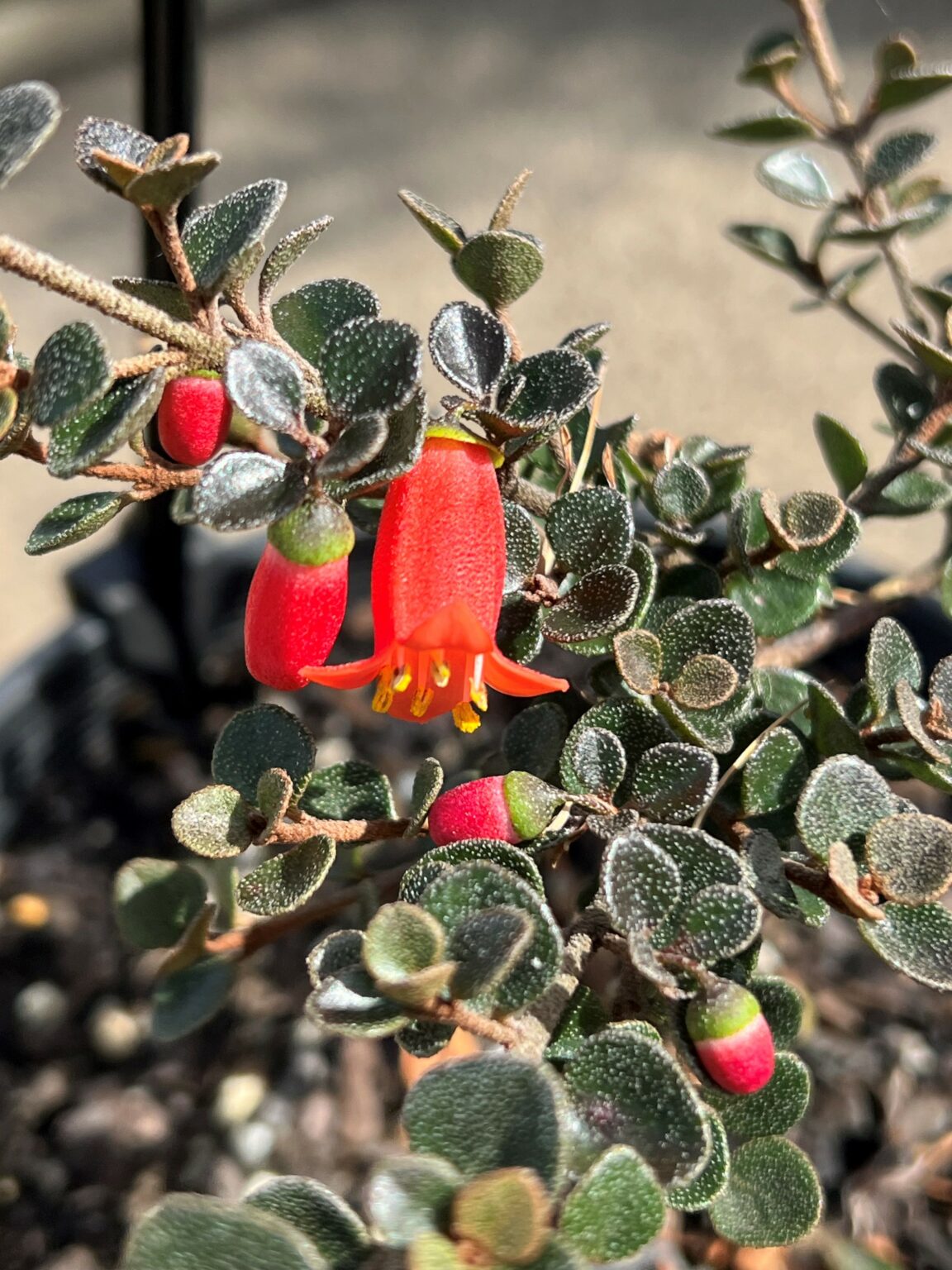 Salmon Correa Forms | Native Flowering Shrub | Kuranga