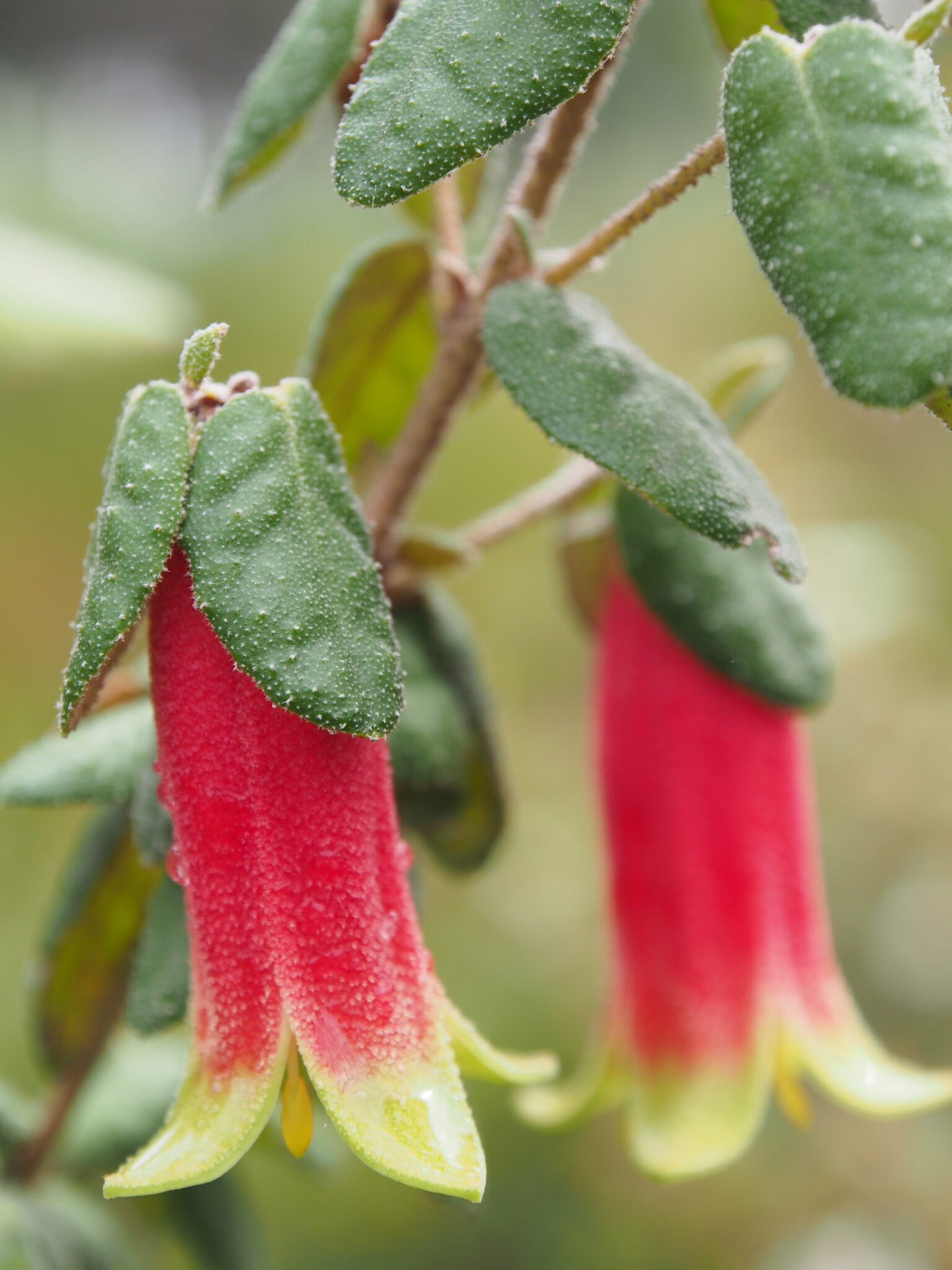 Native Fuchsia | Winter Flowering Australian Shrub | Kuranga