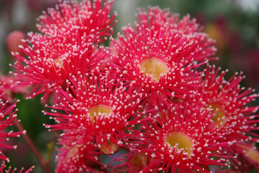 Grafted Red Flowering Gum | Feature Tree | Kuranga