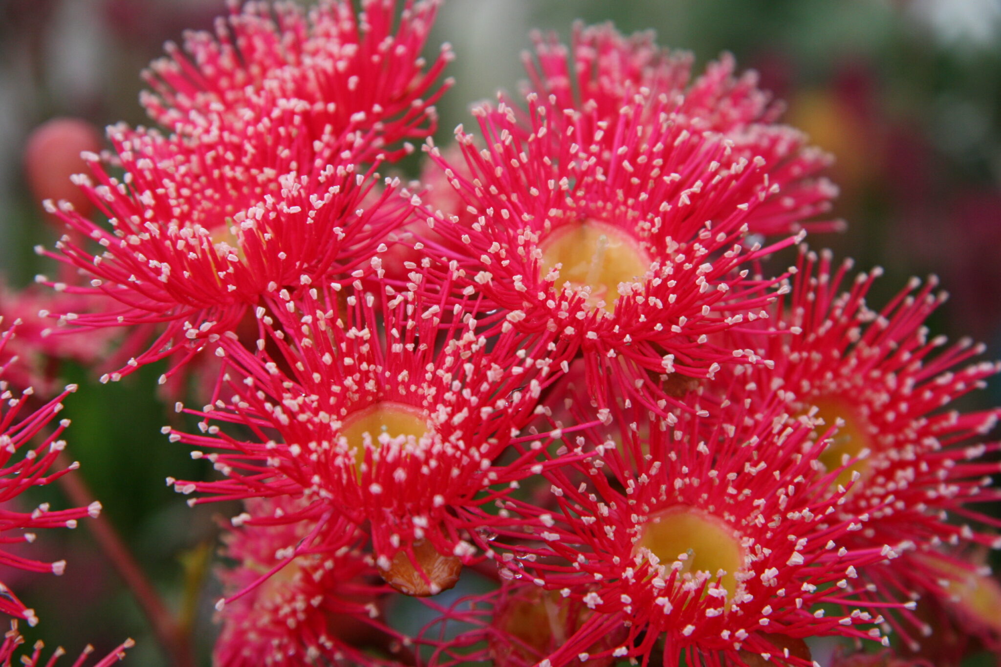 Grafted Red Flowering Gum | Feature Tree | Kuranga