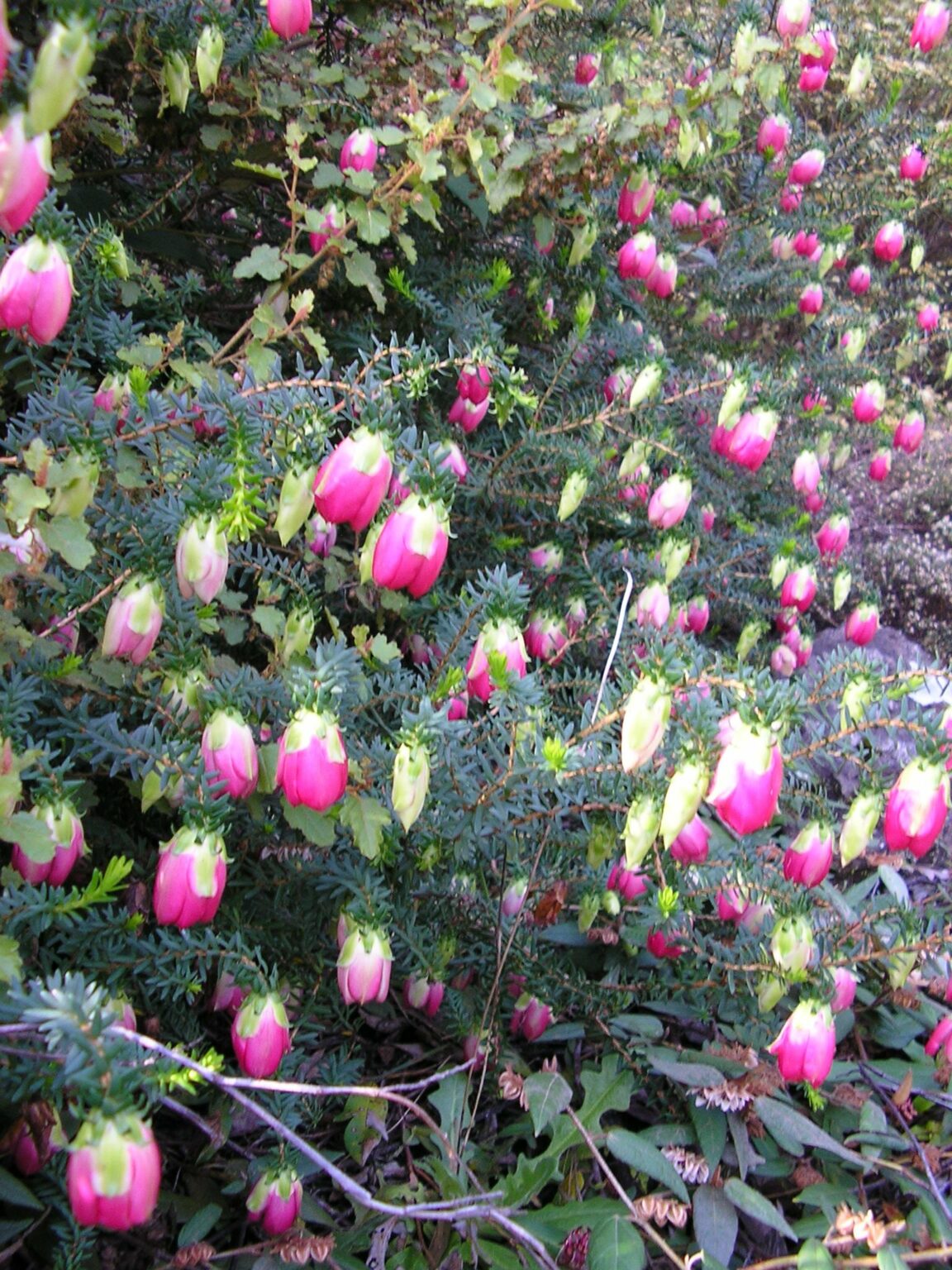 Grafted Mountain Bell | Native Flowering Shrub | Kuranga