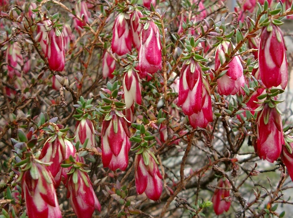 Grafted Red Bell Darwinia | Native Flowering Shrub | Kuranga