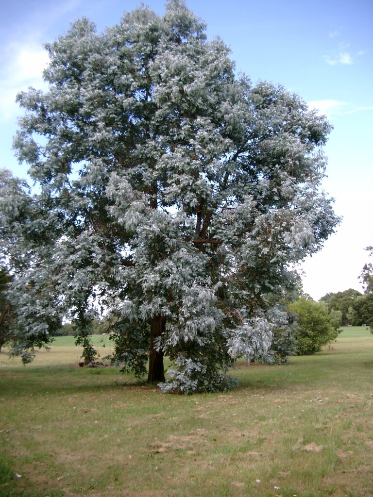 Silver Dollar Gum | Native Feature Tree | Kuranga